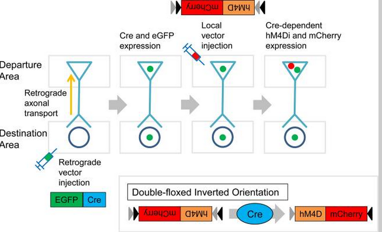 Retro-DREADDs for pathway mapping and modulation in primates