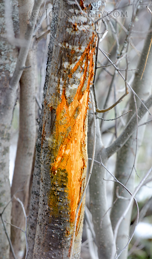 Wild and Free Montana: Young Bucks