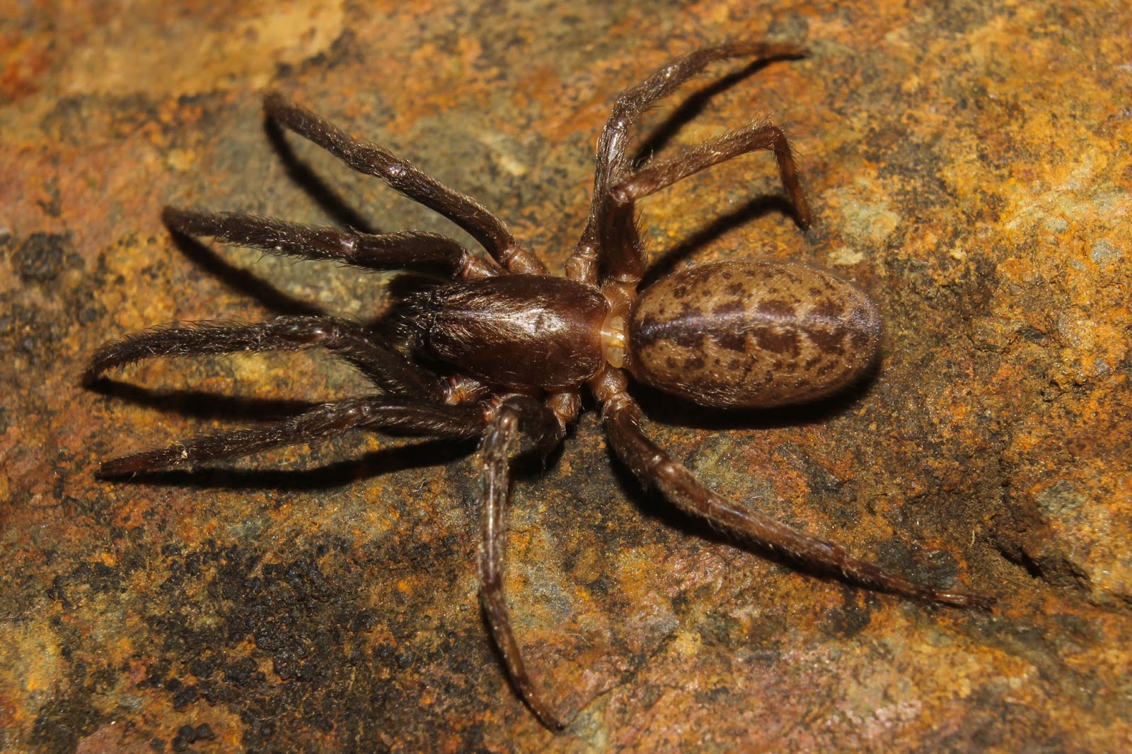 Biodiversity of Cyprus by NGO Protection of the Natural Heritage and ...