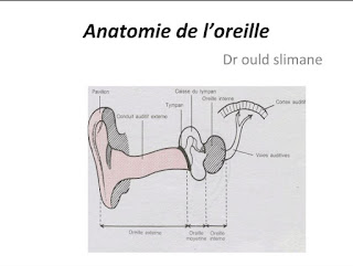 l’anatomie de la sphère ORL - cm-dz cours de médecine