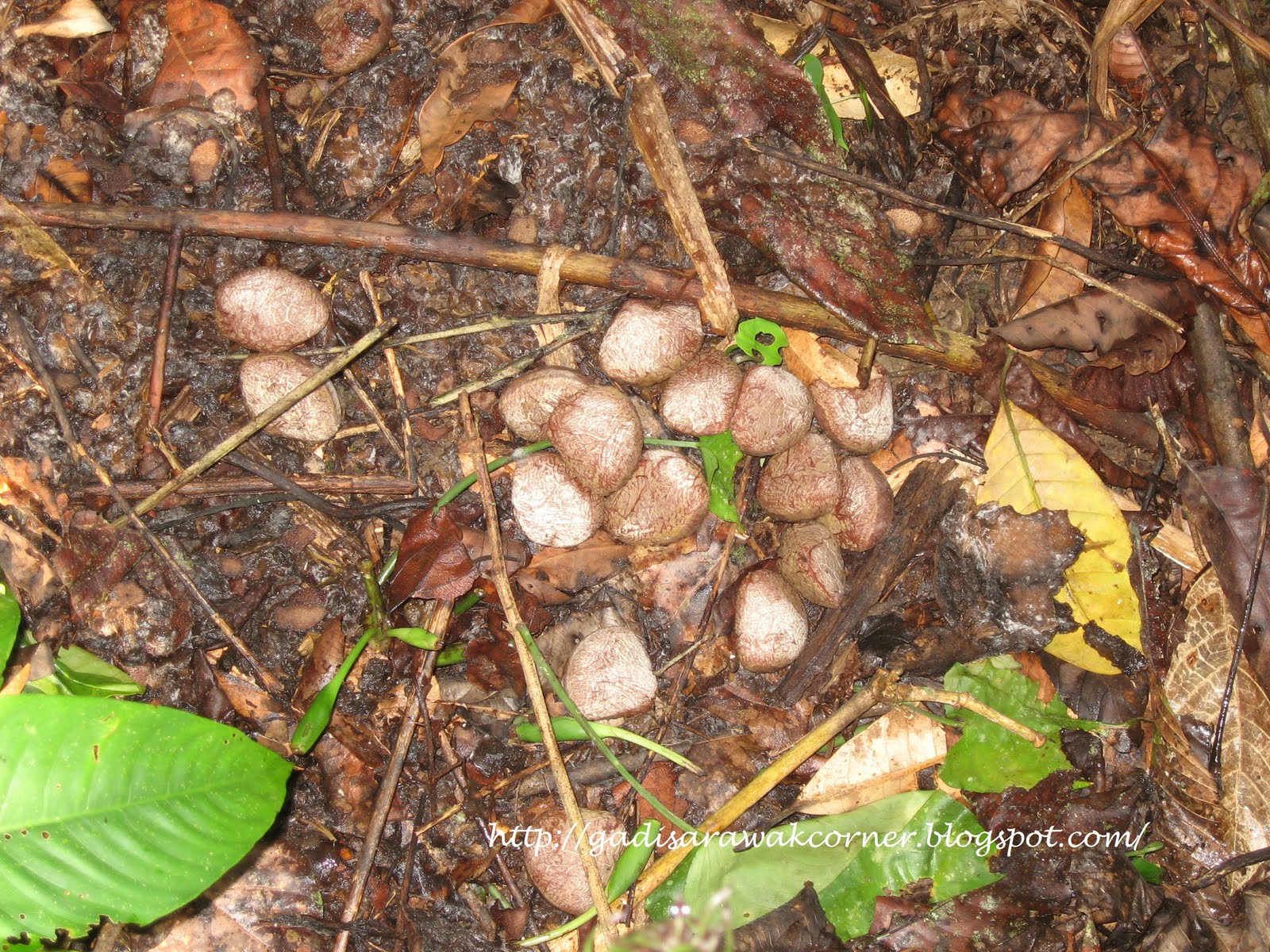 Buah Kepayang Atau Buah Keluak (Part 1)