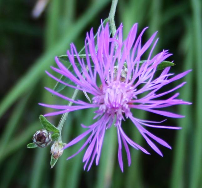 Wild Flowers in Tuscany