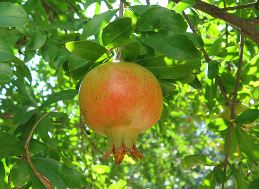 UN GRANADO EN EL JARDÍN Características y cuidados