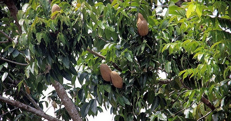 Mahoni (Swietenia mahagoni Jacq.) | Mazruu'aatun Syifaa'