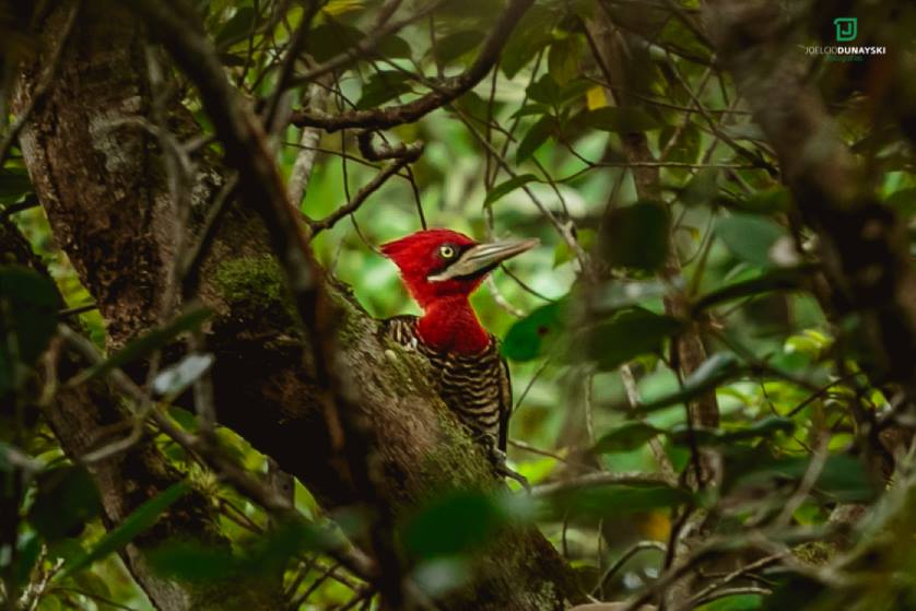COAMA - Clube dos Observadores de Aves da Mata Atlântica - Joinville ...