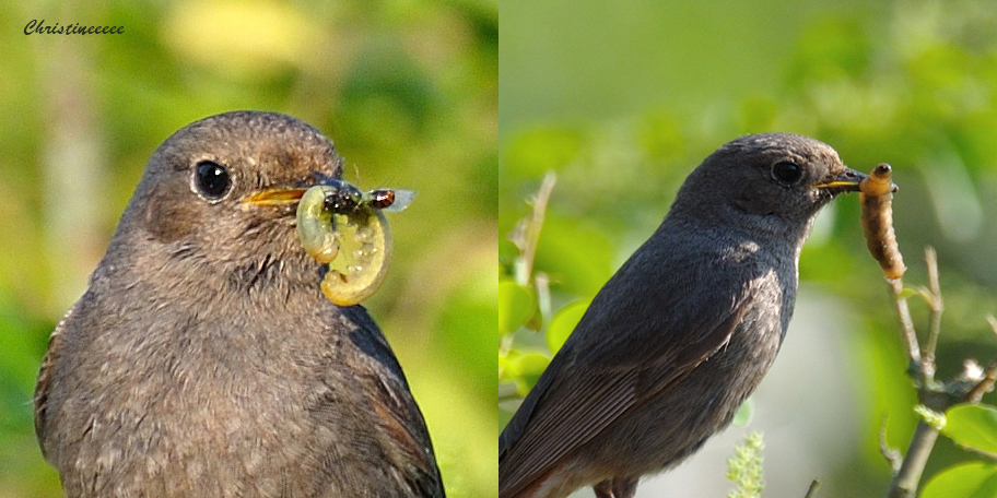 L'ardoise magique: ROUGE QUEUE EN FAMILLE