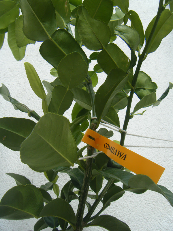 Papillote de poulet au combawa (recette légère)