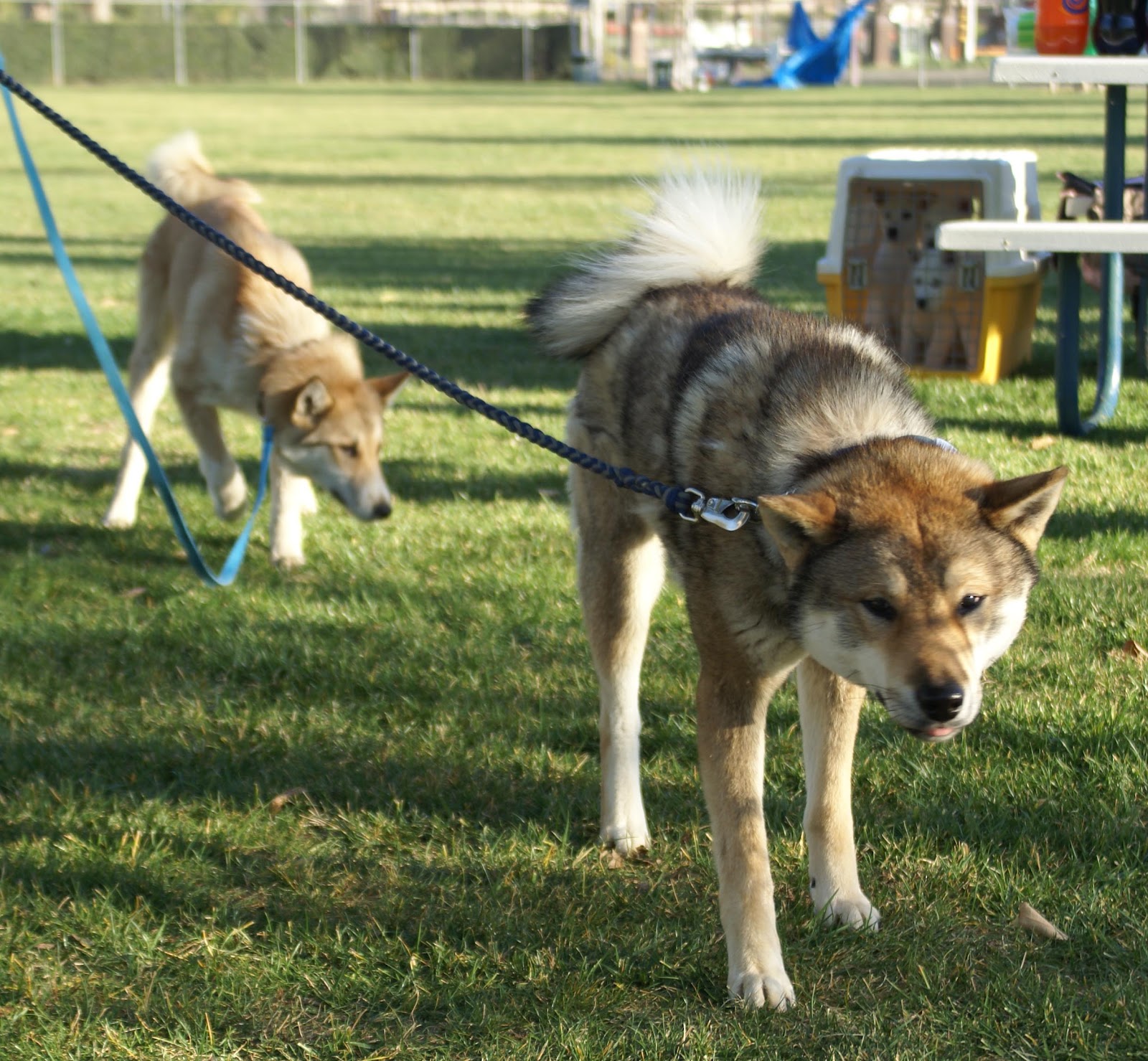 The Girl with the Gae: Nihon Ken (Japanese Native Dog) Meet-up