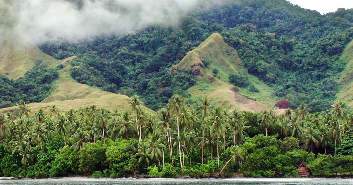 Coconut planting material for the Pacific region: Solomon Islands