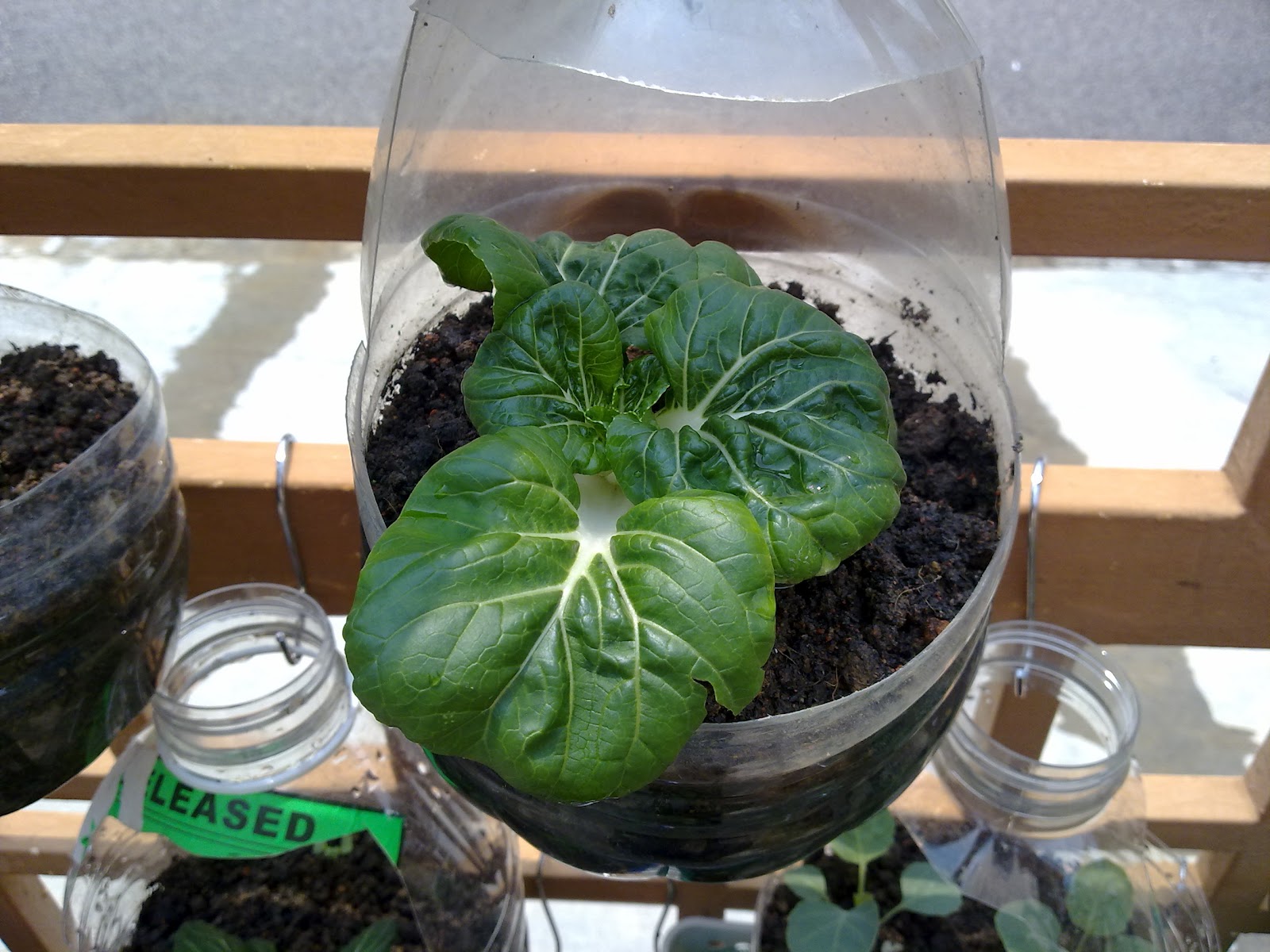 Inspirasi 27+ Tanam Sayur Dalam Botol