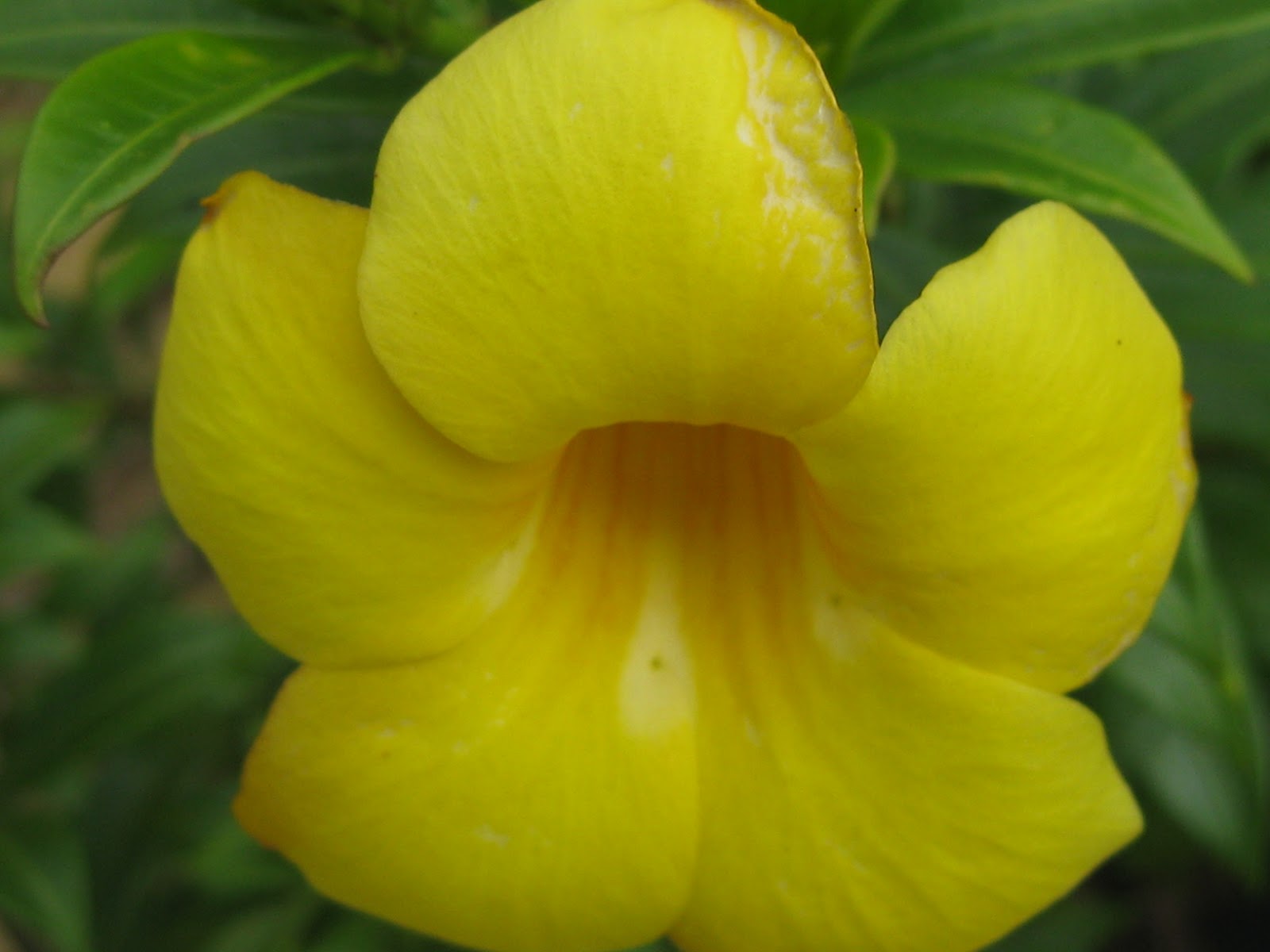 Populer 36+ Bunga Loceng