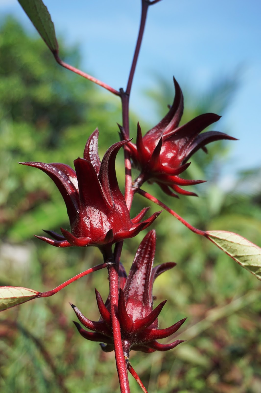 Homemade Roselle Syrup