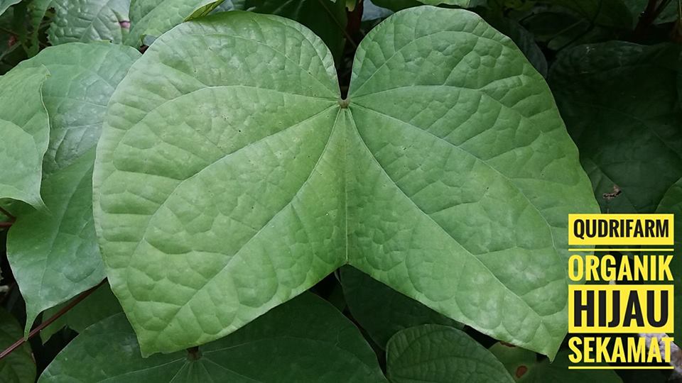 QudRiFaRm: DAUN-DAUN POKOK HERBA DI PAYA ASLI HERBAL VALLLEY QUDRIFARM