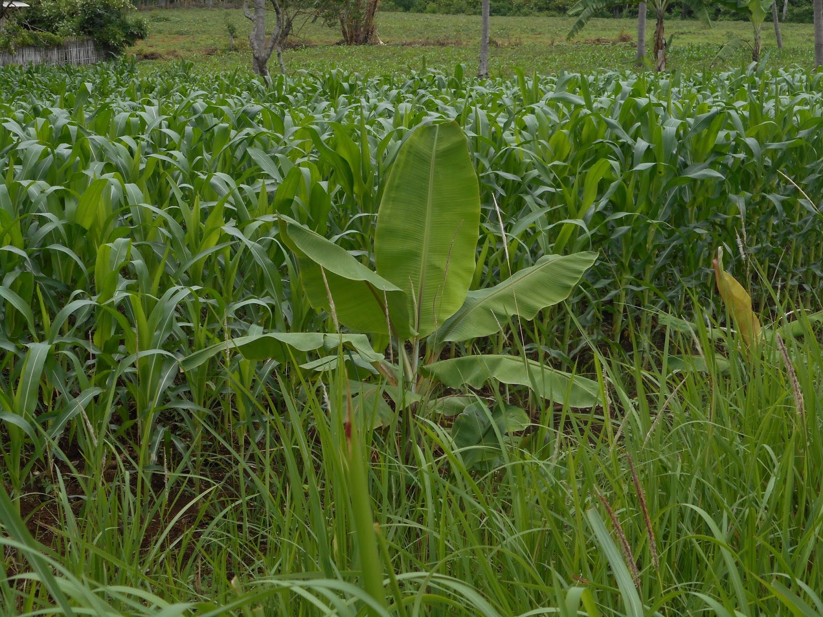 Cara penanaman tanaman jagung tanpa pengolahan tanah