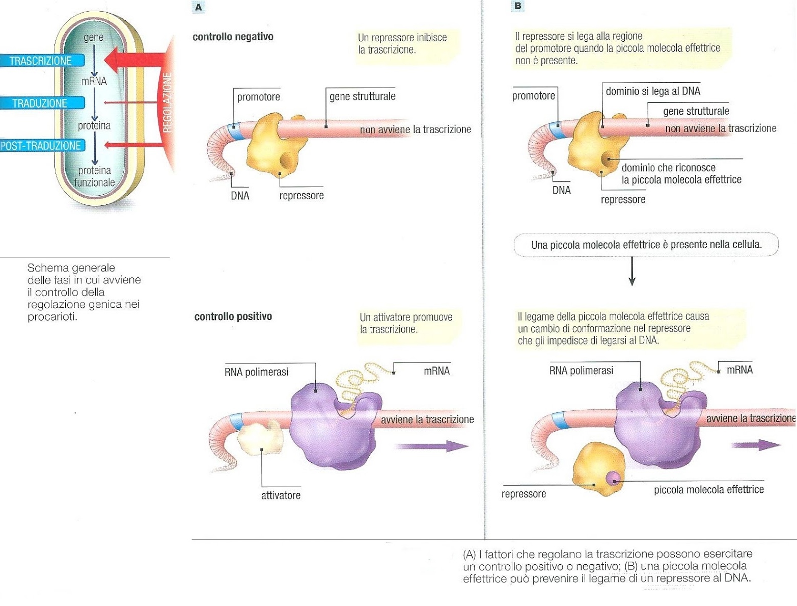 Appuntando chimica e biologia: CONTROLLO GENICO NEI PROCARIOTI