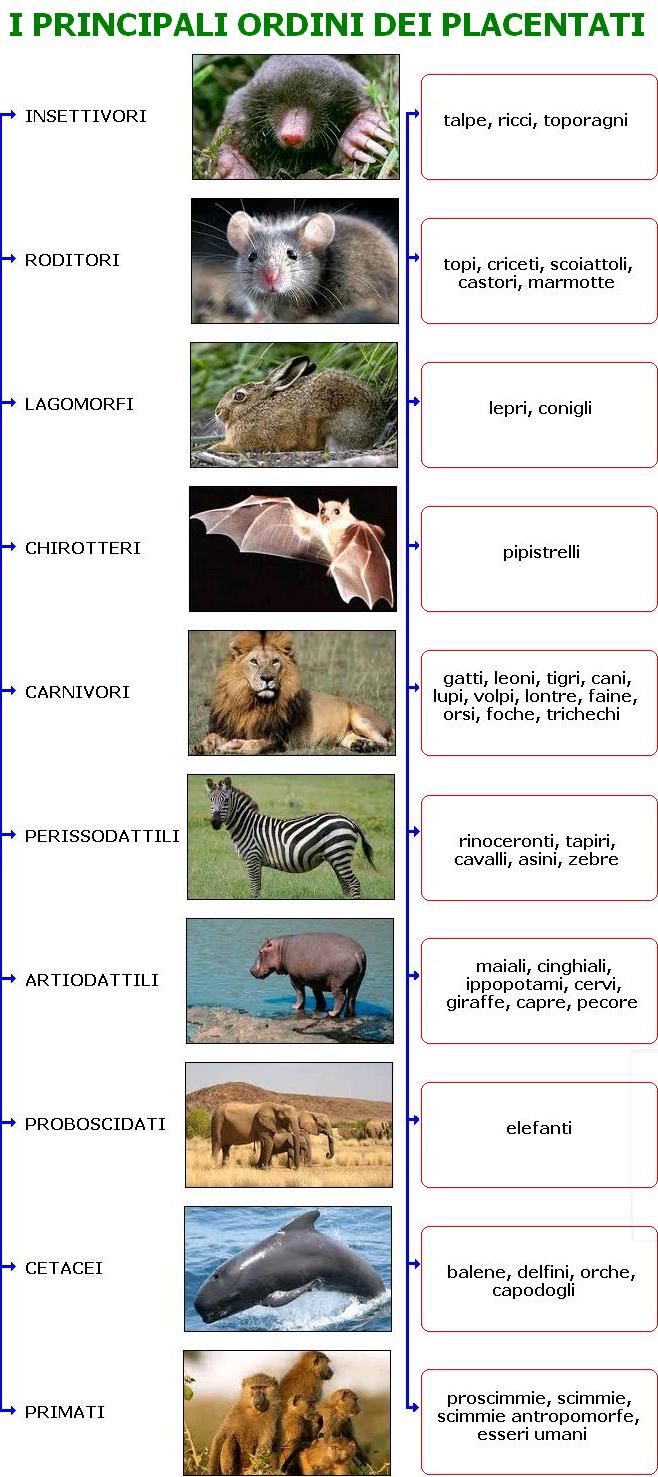 Stecca impara l'arte - ITALIANO PER STRANIERI: 181 - Le parole delle ...