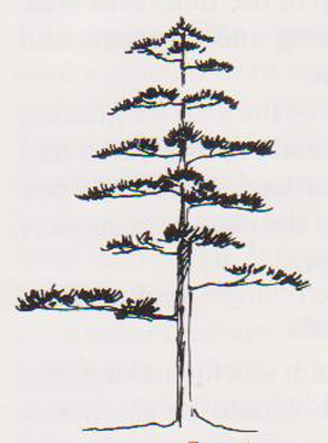 How to Choose the Bonsai Style