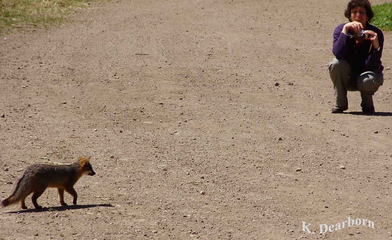 Friends of the Island Fox: Help Foxes