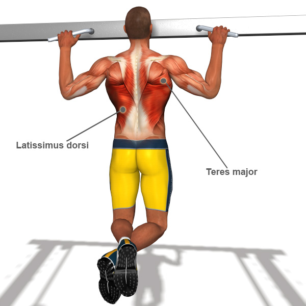 Top 8 Back Workout Exercises For Mass Bodydulding