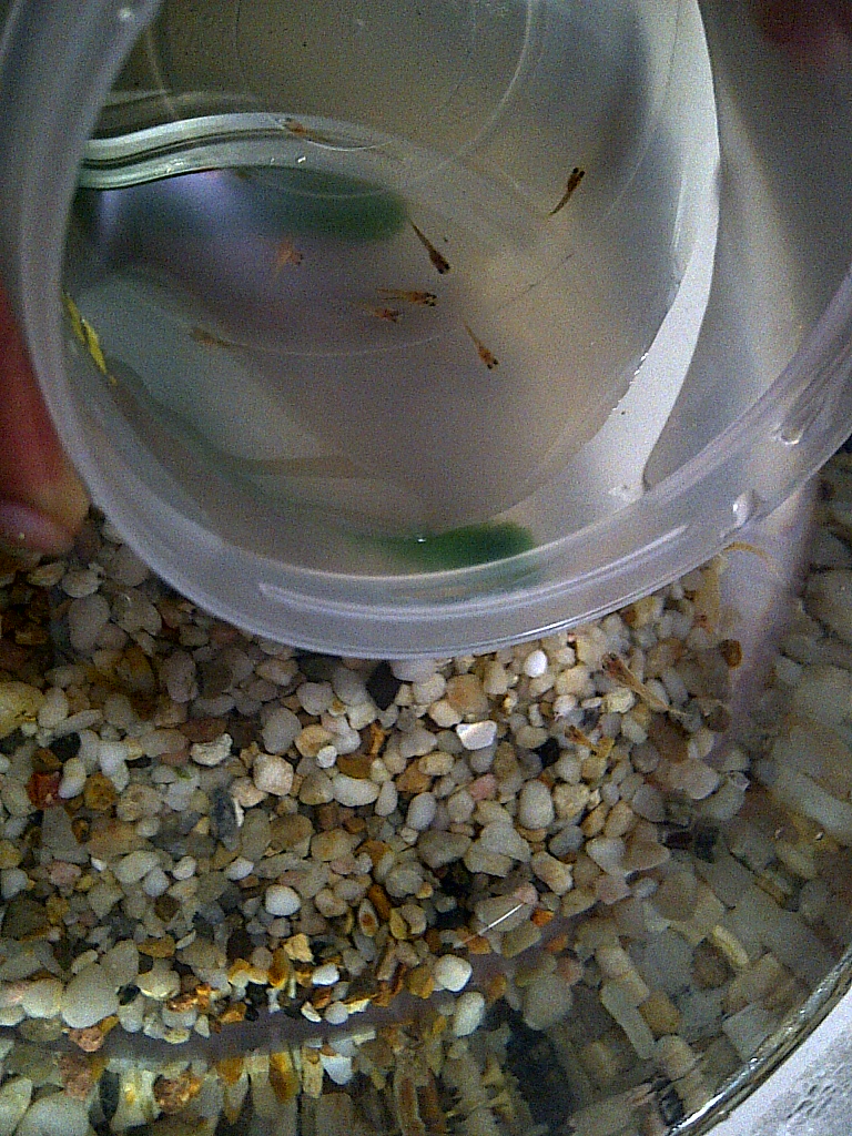 Si de peces quieres aprender este blog tendras que ver ¡!: Lavando la ...