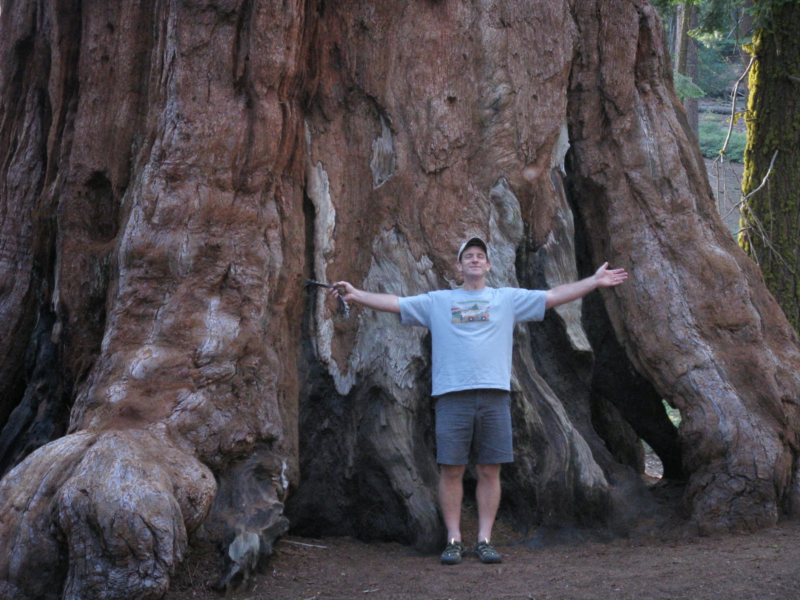 Trees of Santa Cruz County: Sequoiadendron giganteum - Giant Redwood
