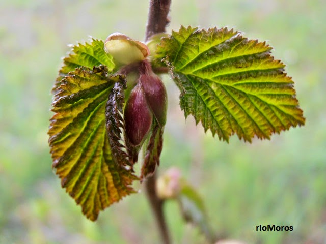 AVELLANO: Corylus avellana | Plantas rioMoros