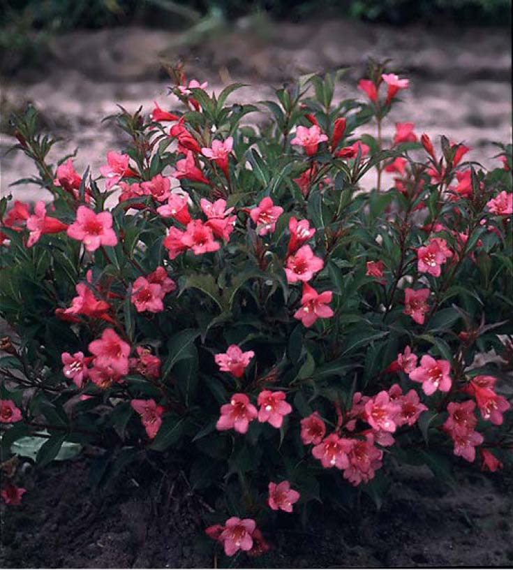 Beechwood Landscape Architecture and Construction: Weigela florida ...