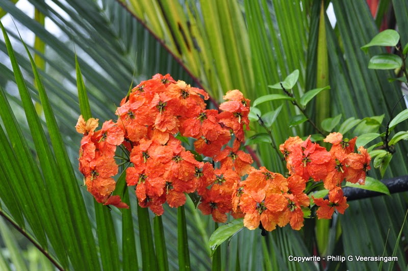 Images of Sri Lanka on blogspot.com: Flowers, Home garden, Avissawella ...