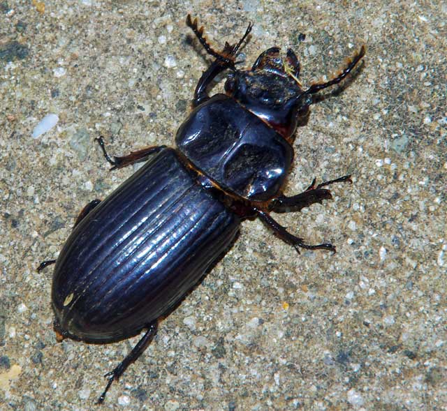 Weird Looking Insects in Panama: Unknown Black Bug