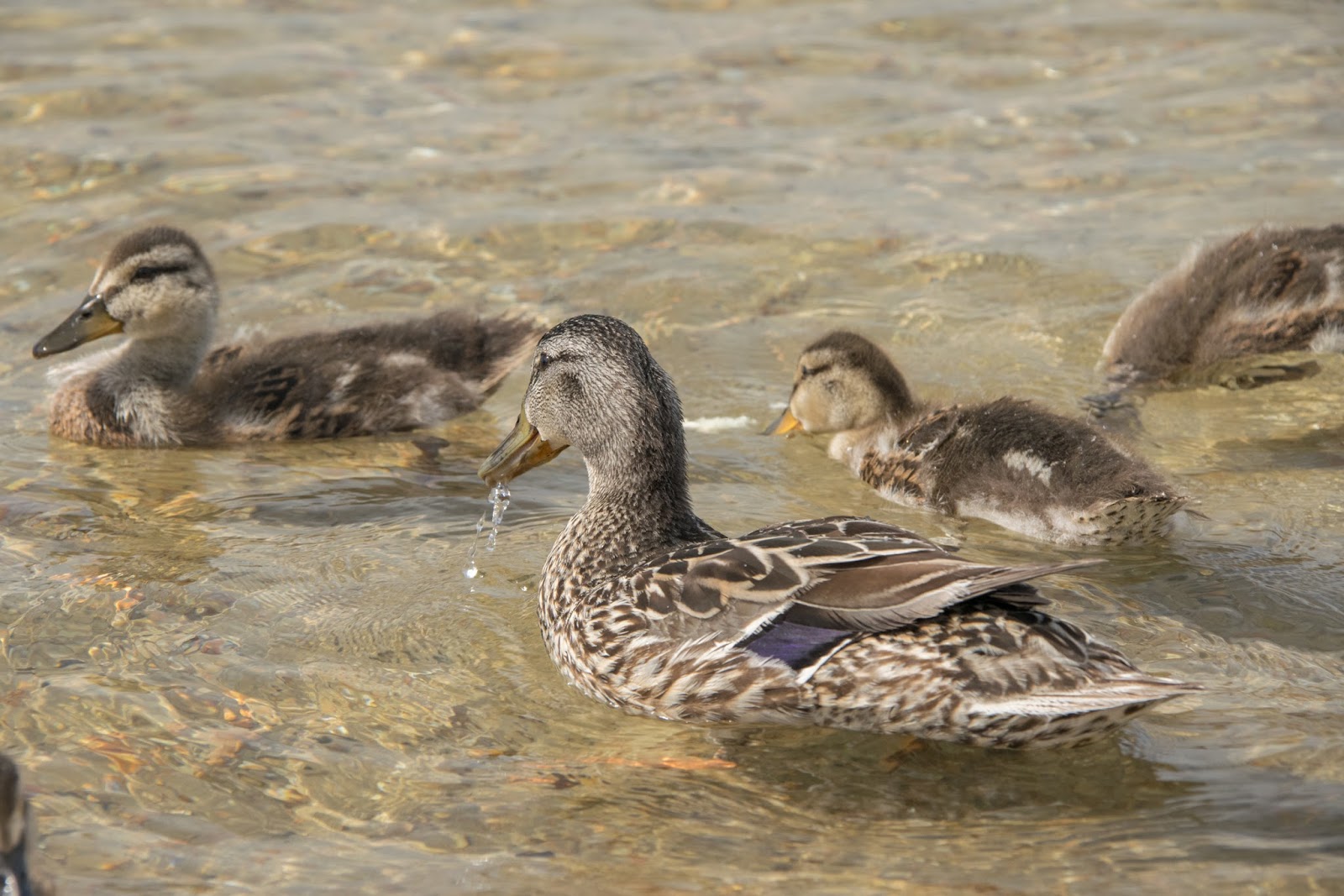 Cape Cod: Duck, Osprey, Seal