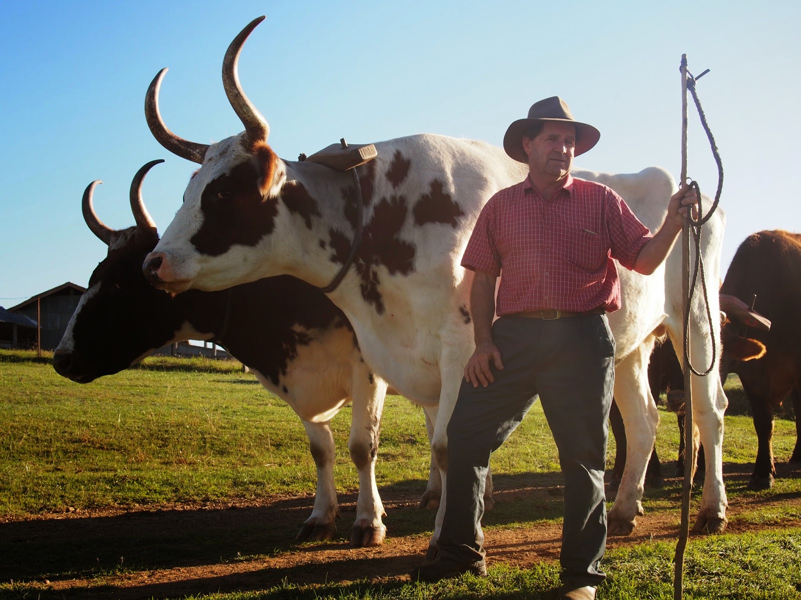 Belltrees Broadsheet