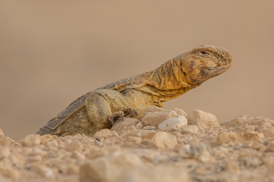 Birds of Saudi Arabia: More Arabian Spiny-tailed Lizards – Dhahran Hills