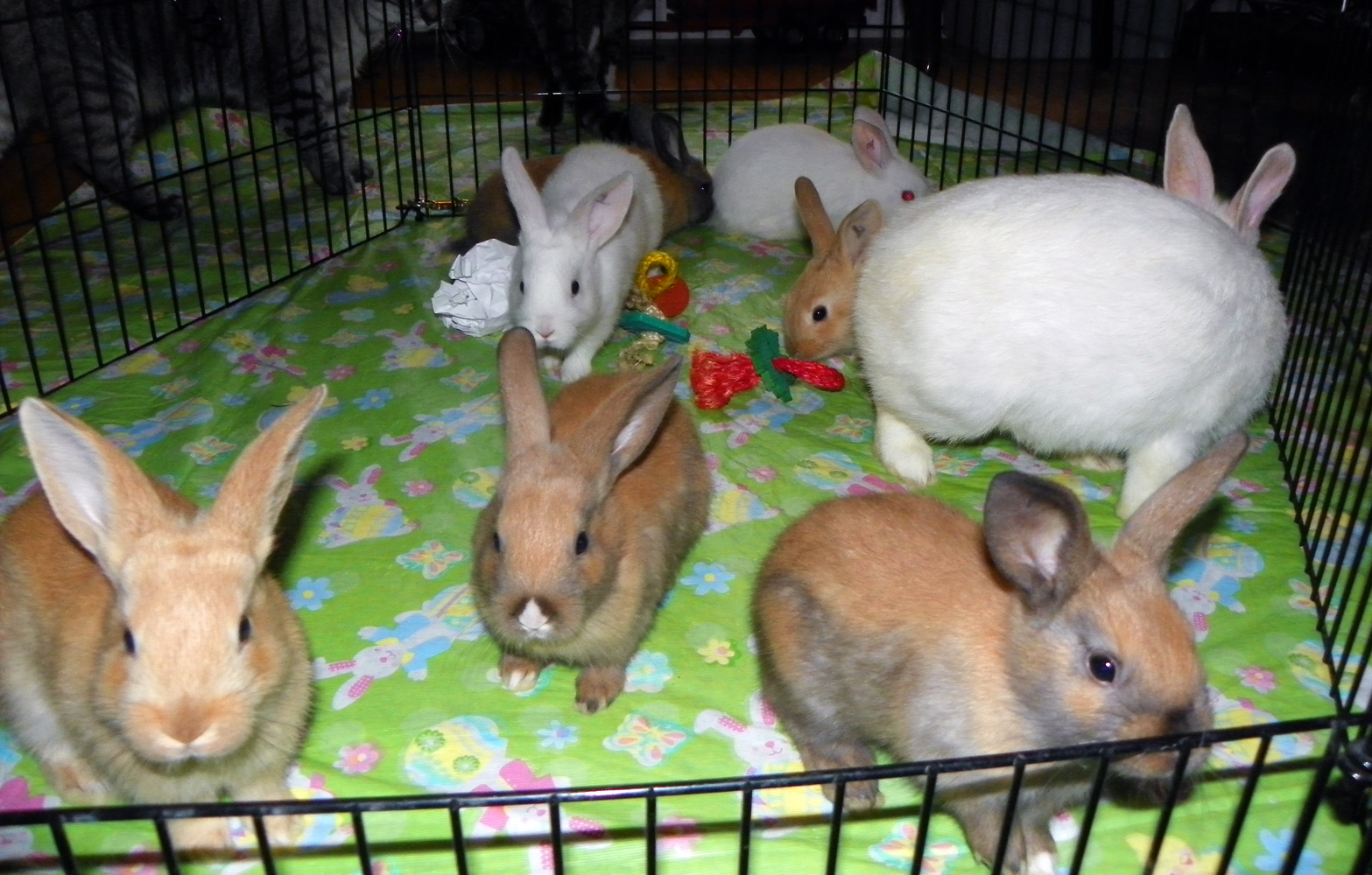 New Moon Rabbit Rescue