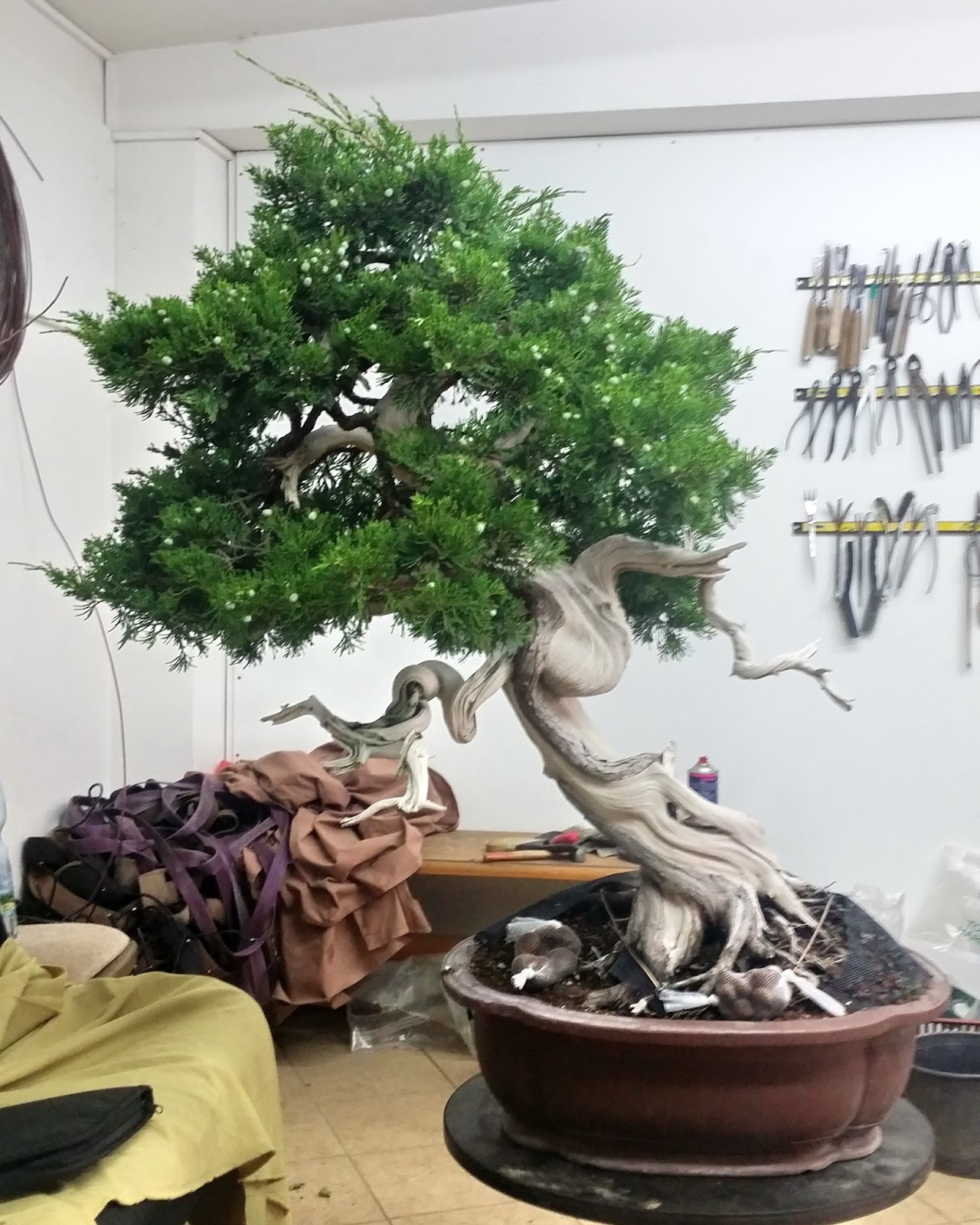 Bonsai Koryuu Kai: Cleaning works at Isabelia bonsai centrum