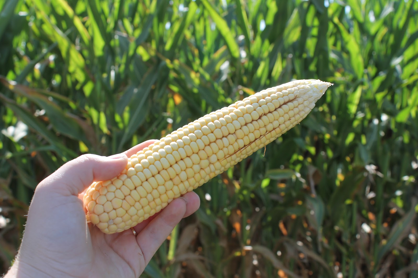 Corn, Beans, Pigs and Kids: Farm Friday