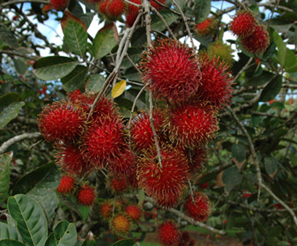 Fruit Warehouse: Rambutan