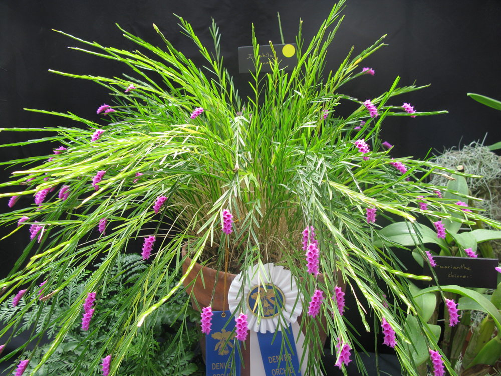 Isochilus linearis care and culture | Travaldo's blog