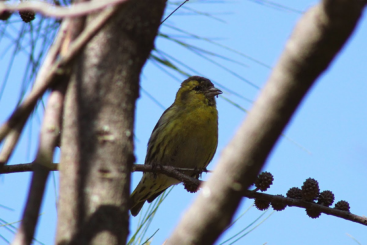 A arte de debicar: Lugre ou Pintassilgo-do-Norte
