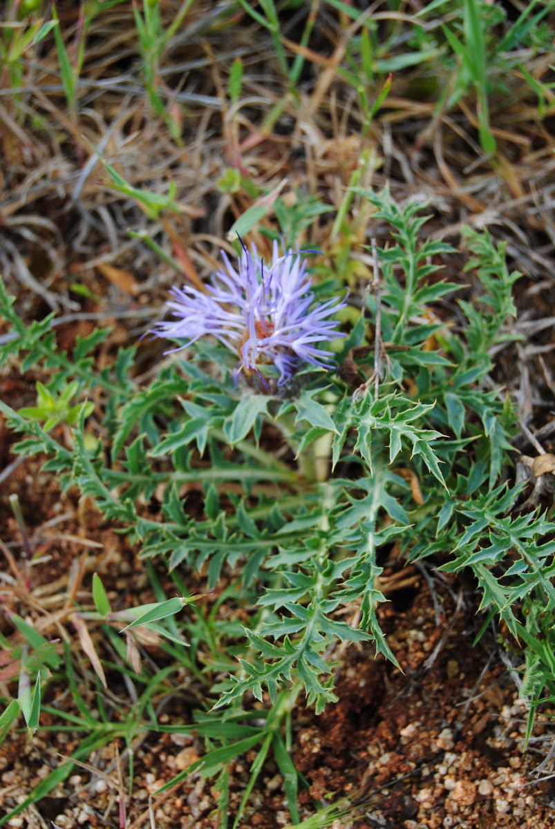 Flora Belalcazarensis: El cardillo azul en flor
