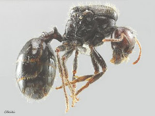 Messor barbarus :: fourmi du sud de la France