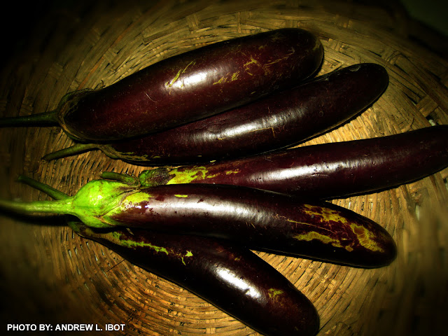 Ako si ANDREW IBOT!: Talong (Eggplant) - Halamang Gamot / Herbal Medicine