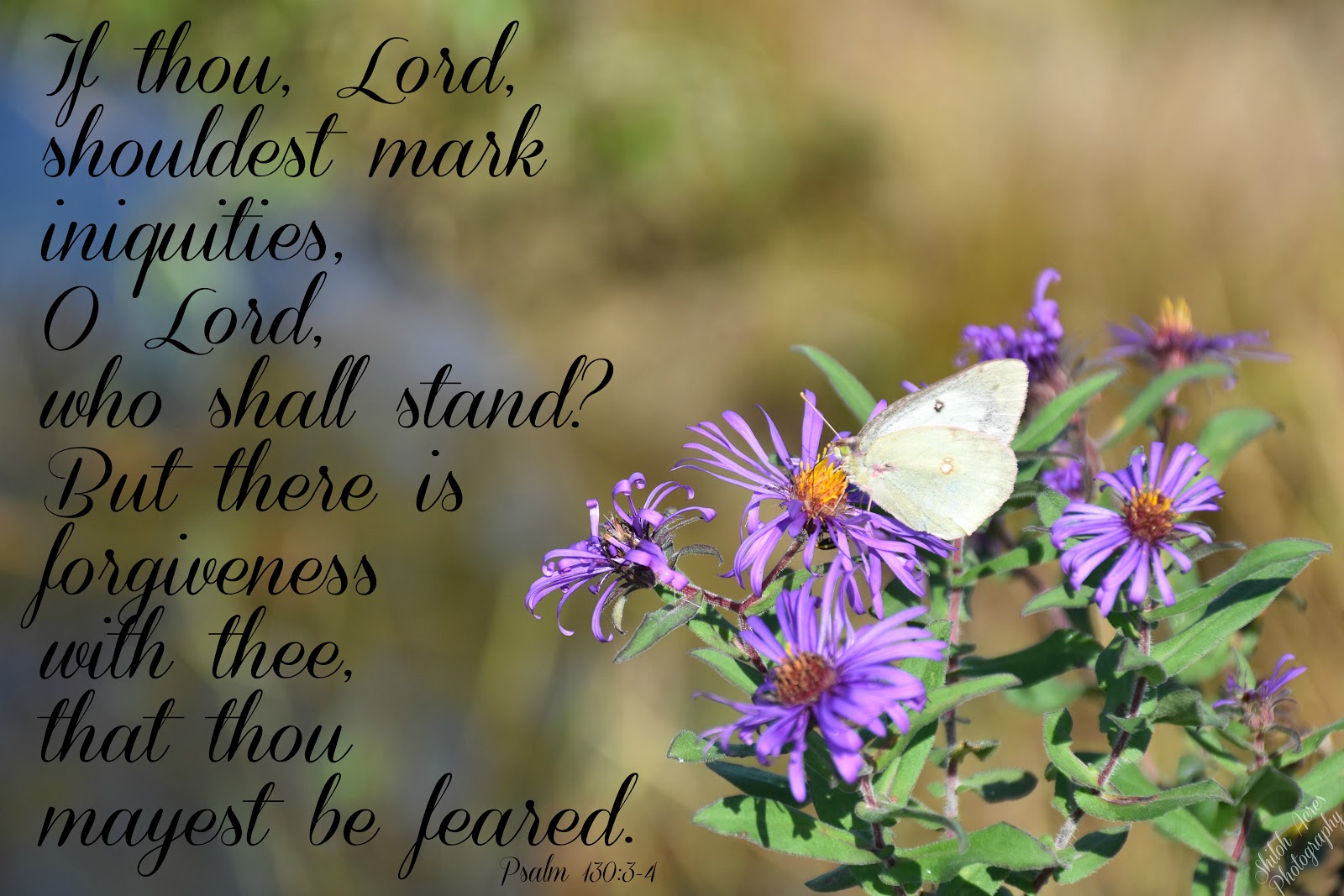 Shiloh Acres Photography But There Is Forgiveness shiloh-acres-photography-but-there-is-forgiveness