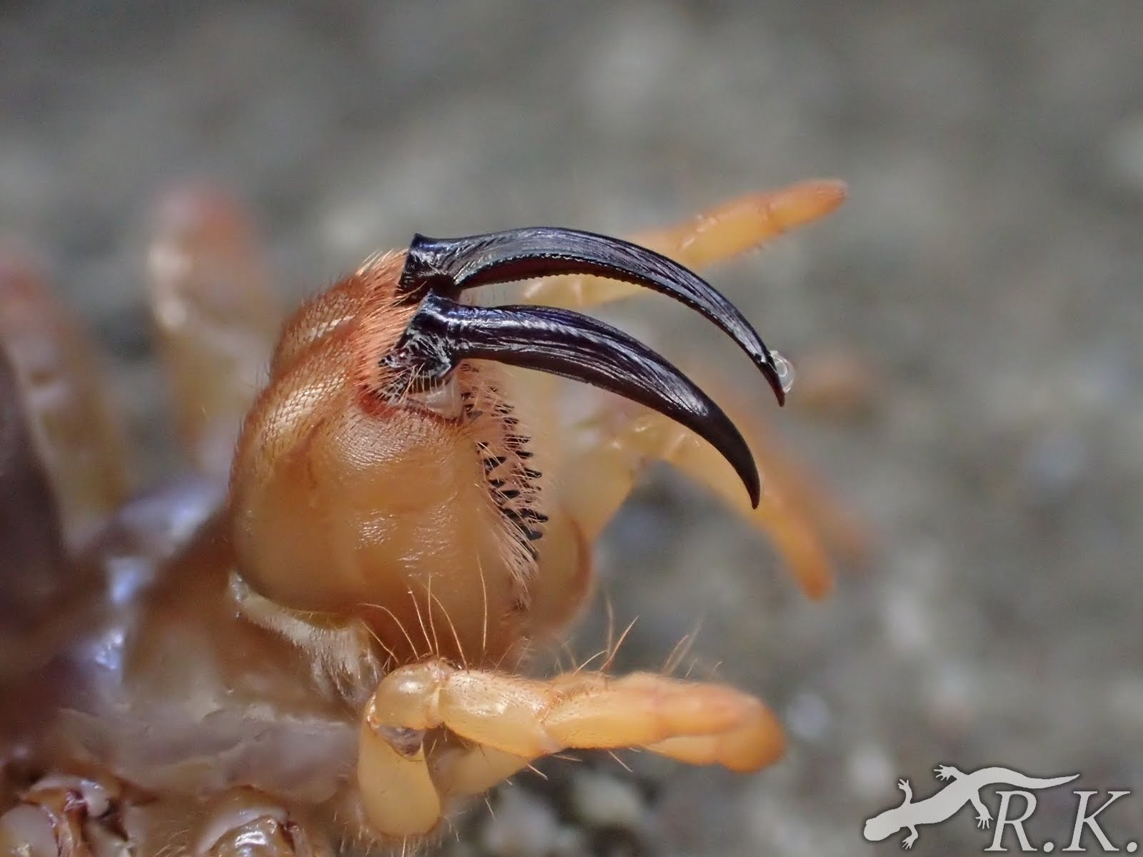 小さな隣人たちの世界: ワスレナグモ Calommata signata Karsch, 1879