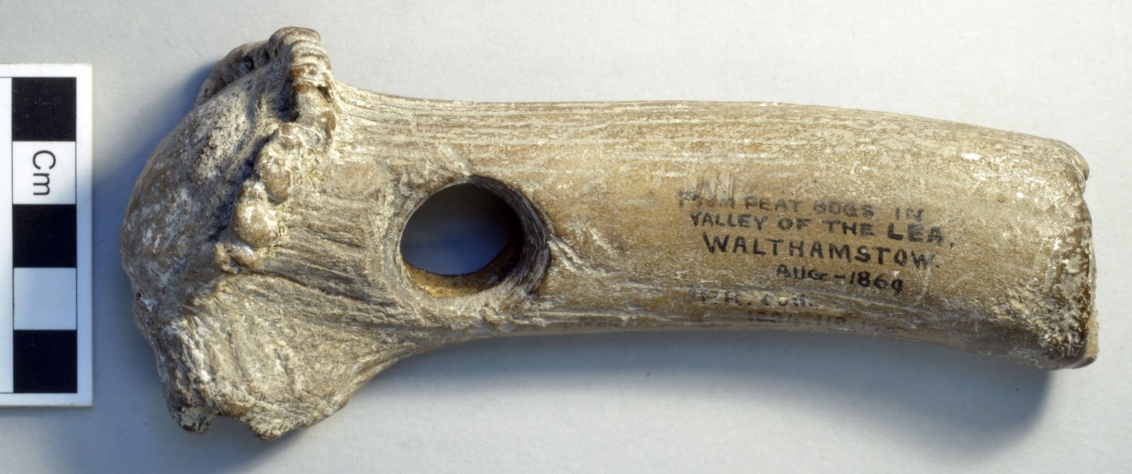 Excavating Pitt-Rivers: Antler and Bone