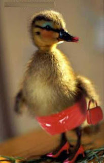 Funny Duck images | Funny Wallpapers