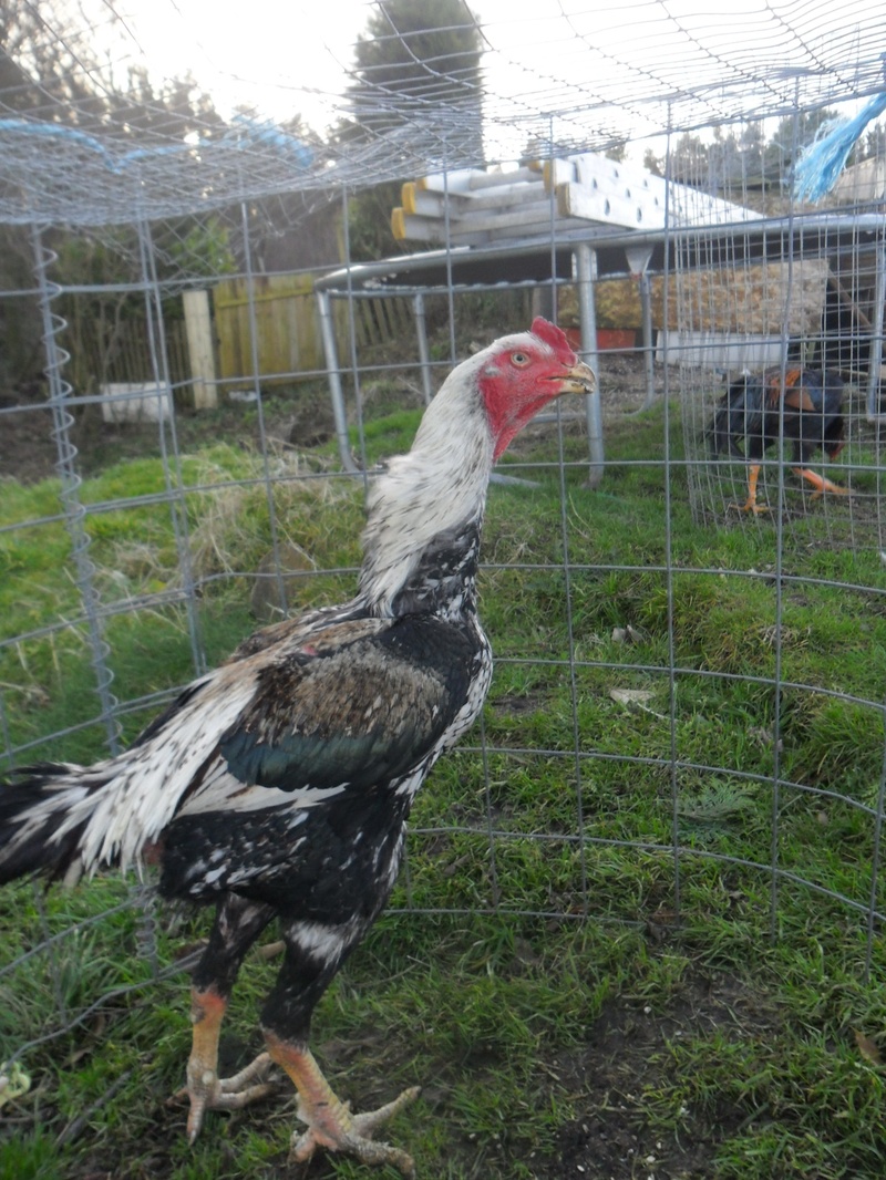 ASEEL FIGHTER PHOTOS - ASEEL FIGHTER PHOTOS