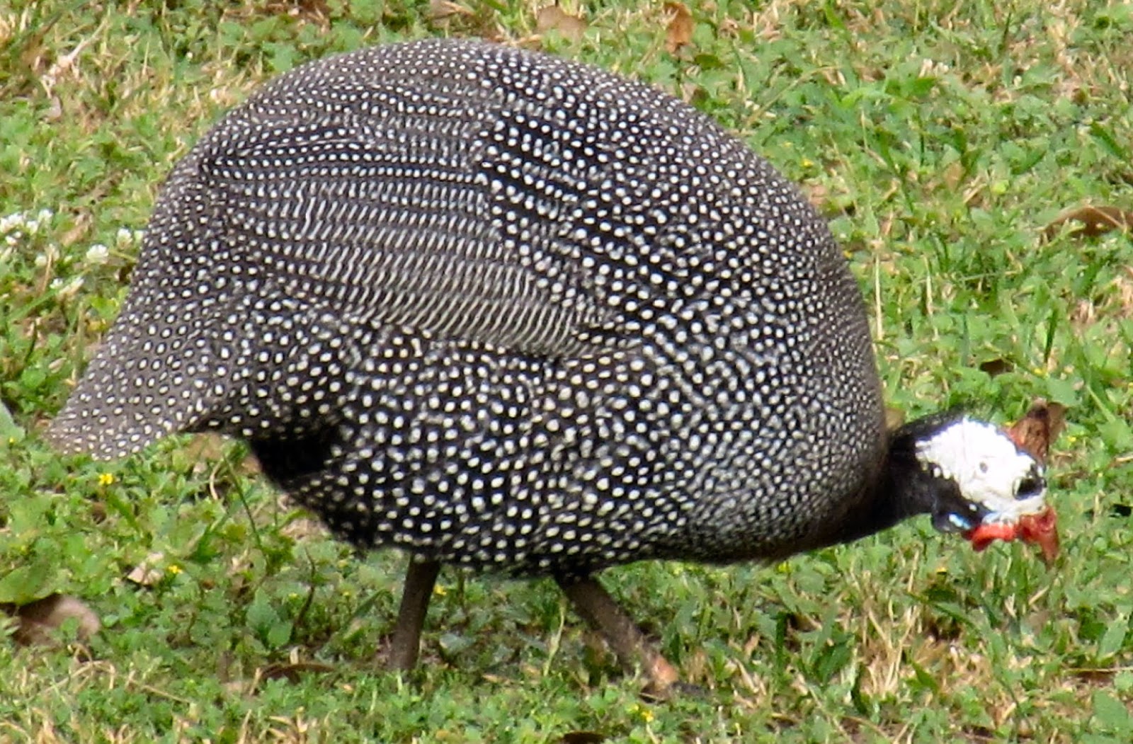 Foto Blog Puerto Rico: Fotos de Aves en Puerto Rico
