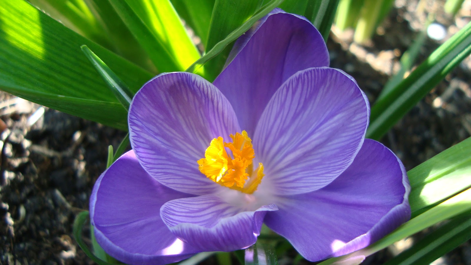 CROCUS - El Jardín de Elbe