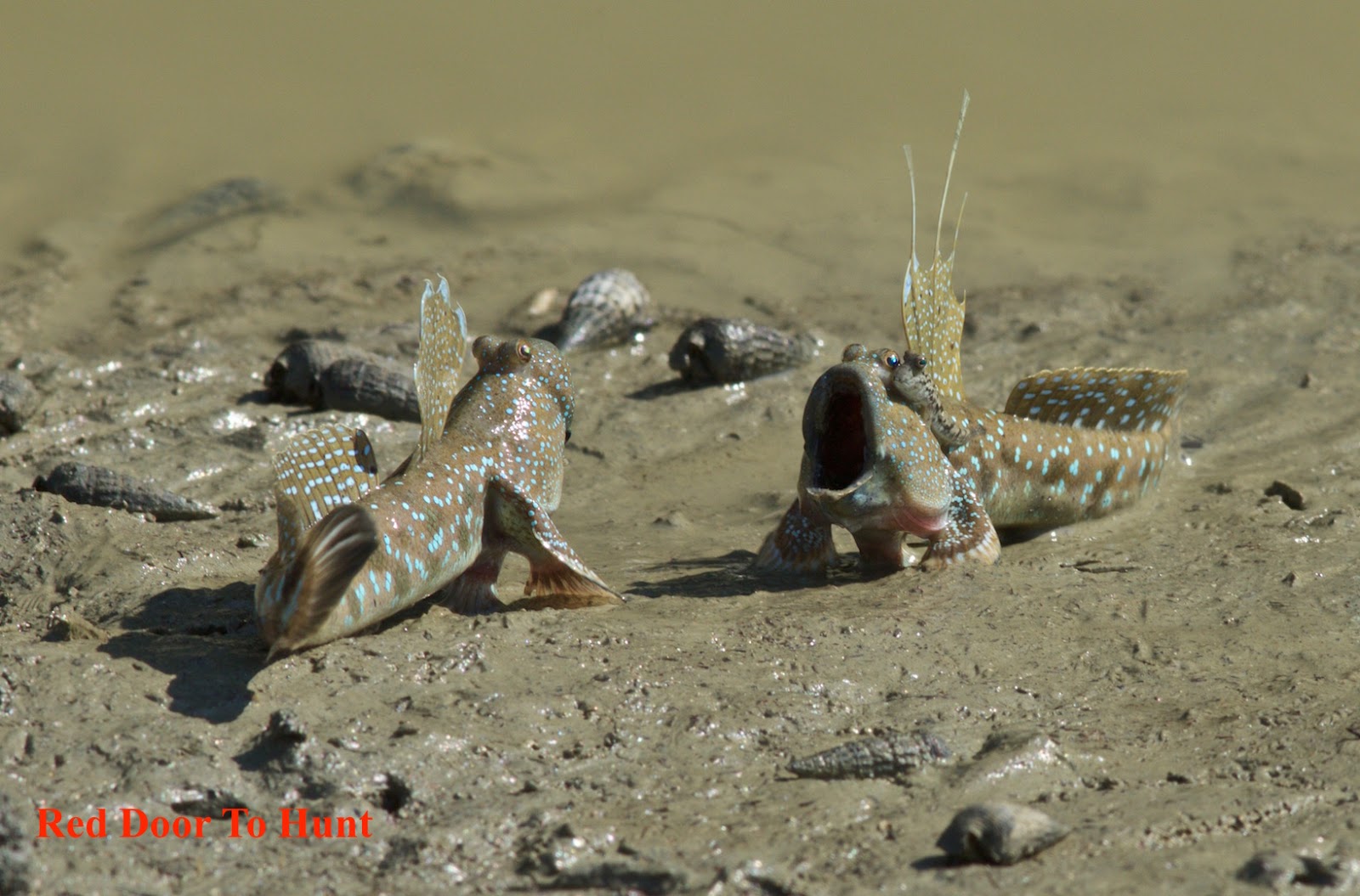 RED Door To Hunt: Pertarungan Ikan Tembakul/ Ikan Belacak ...
