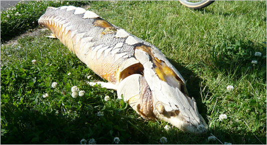 RiverTalks @ Beczak: Hudson River Sturgeon with Tom Lake on Saturday ...